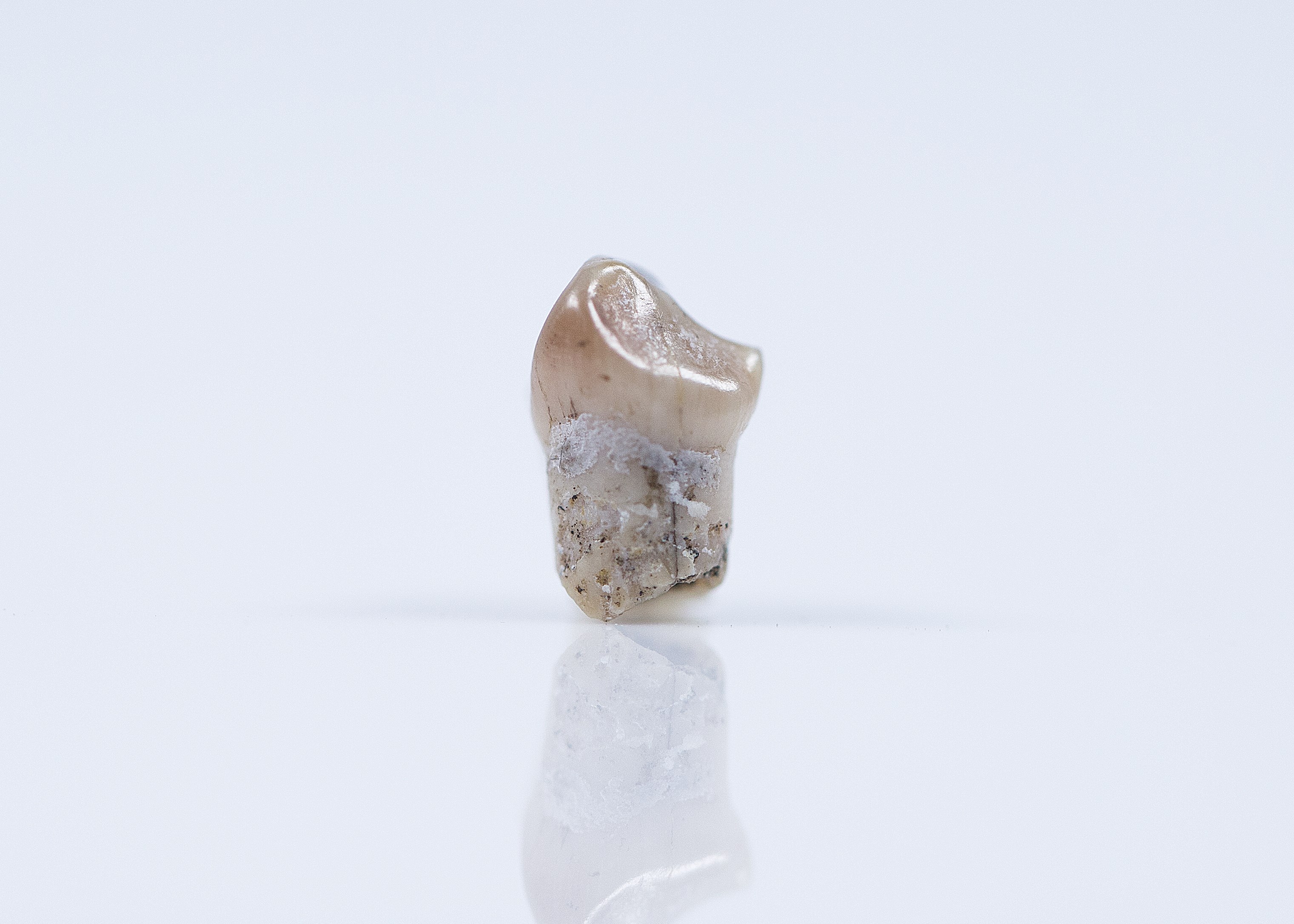 New Discovery Expands the Hobbit Family Tree – SAPIENS