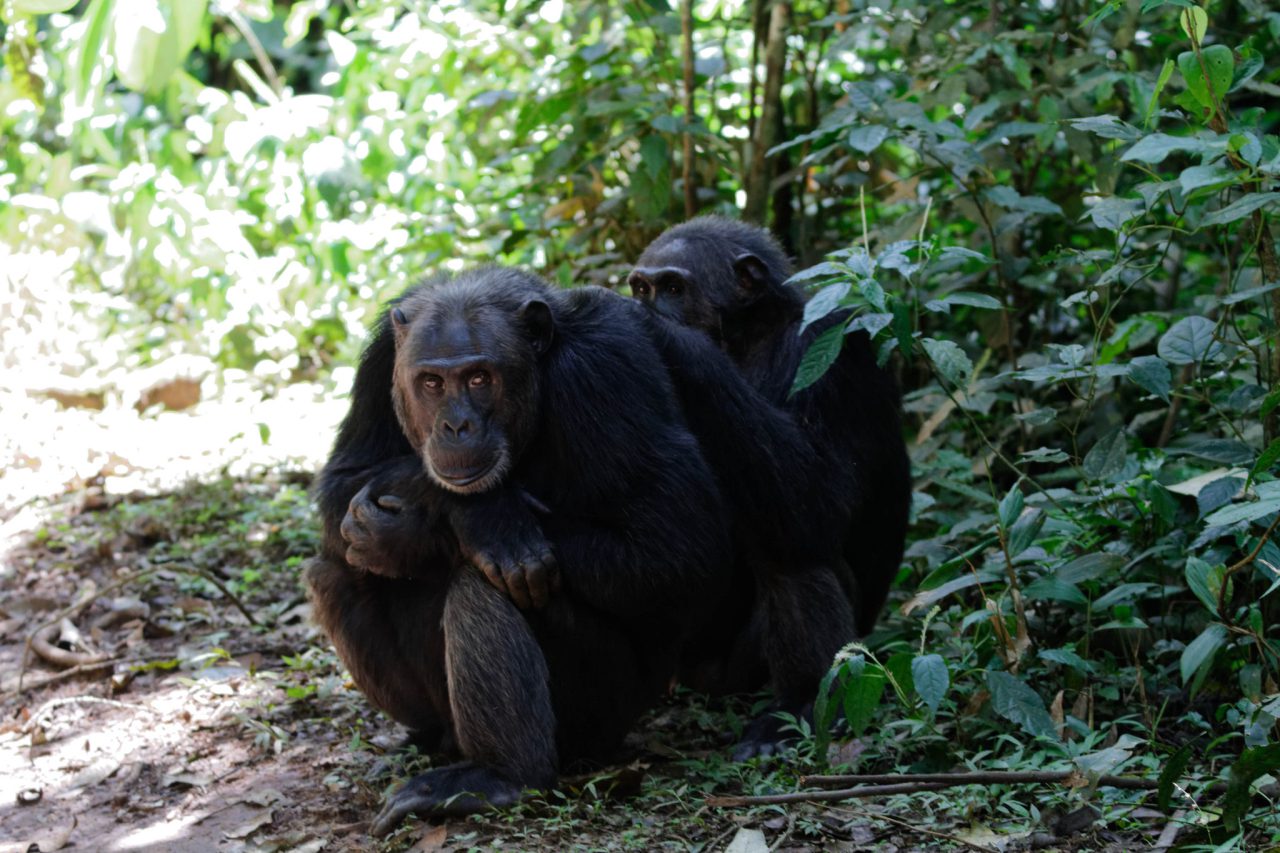 Primate Vocalizations Are Much More Than Gibberish – SAPIENS