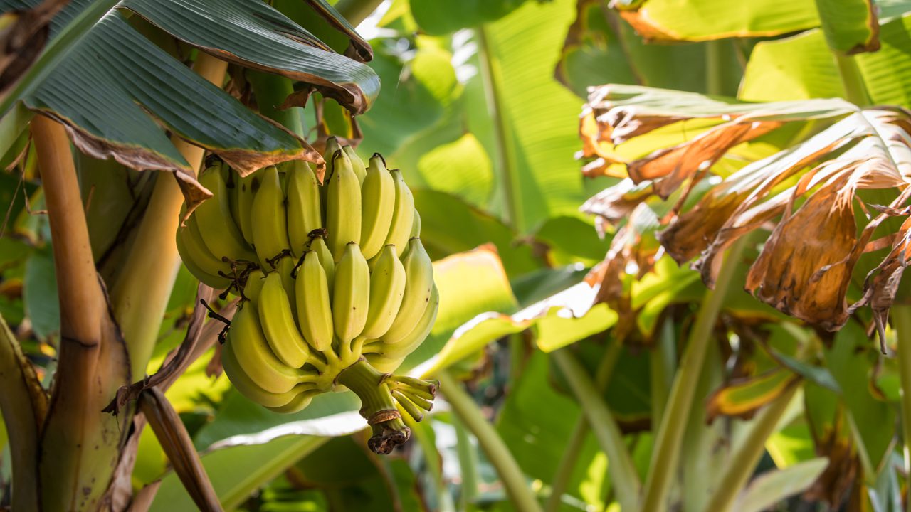 Peeling Back the History of the Banana – SAPIENS
