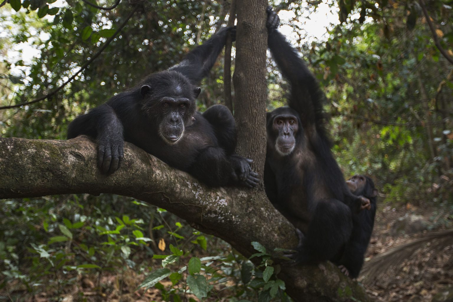 Is Gender Unique to Humans? – SAPIENS