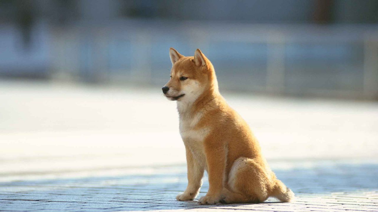 Joshua Rapp Learn – SAPIENS