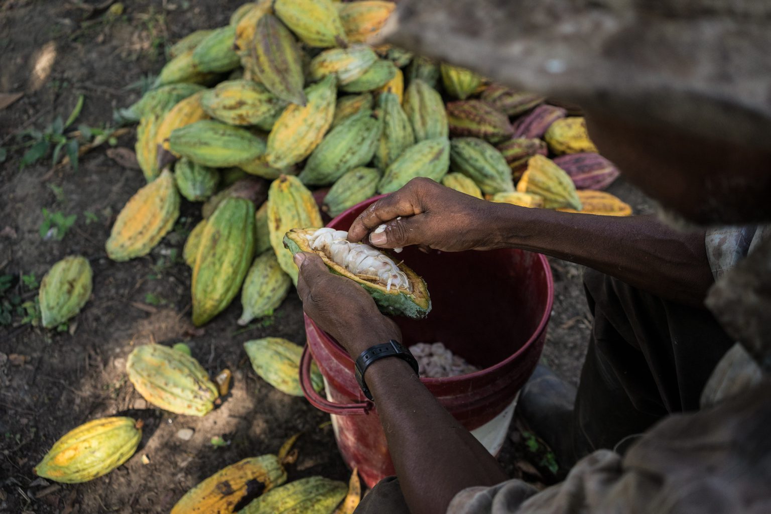 The Bitter Side of Cocoa Production – SAPIENS