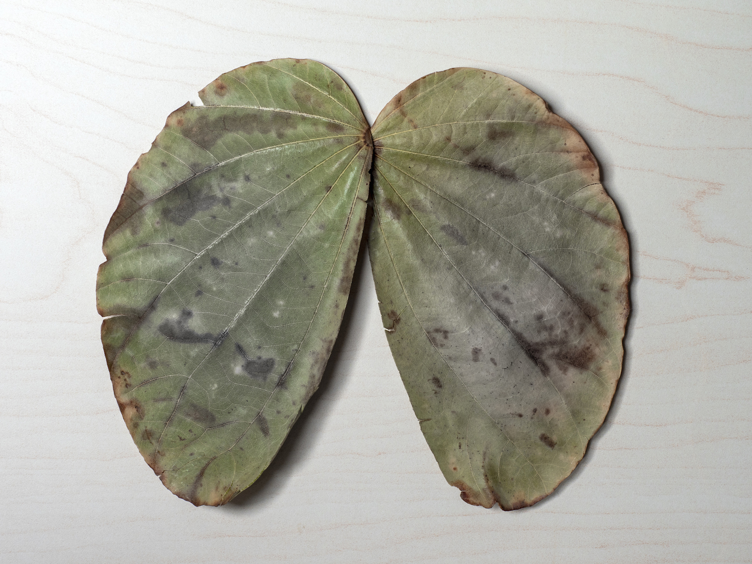 Charles Keil – SAPIENS