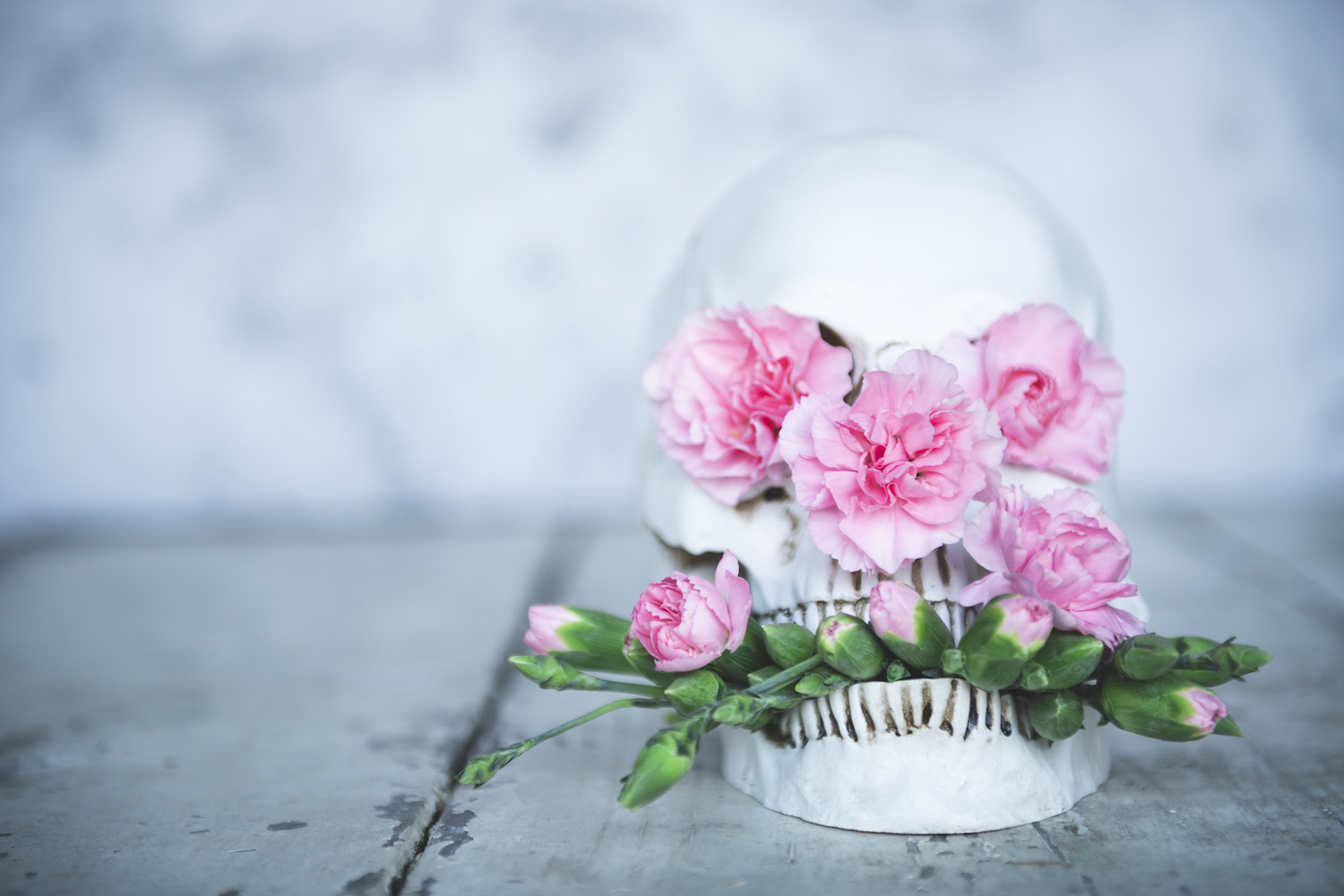 Mara Buchbinder – SAPIENS