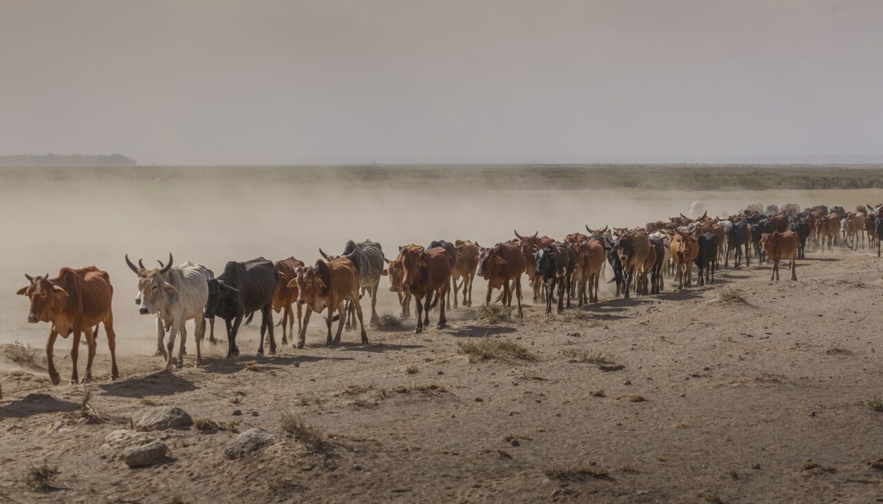 Language and Colonialism – SAPIENS