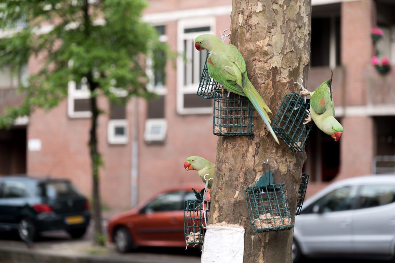 Unraveling the Mystery of Human Bipedality – SAPIENS