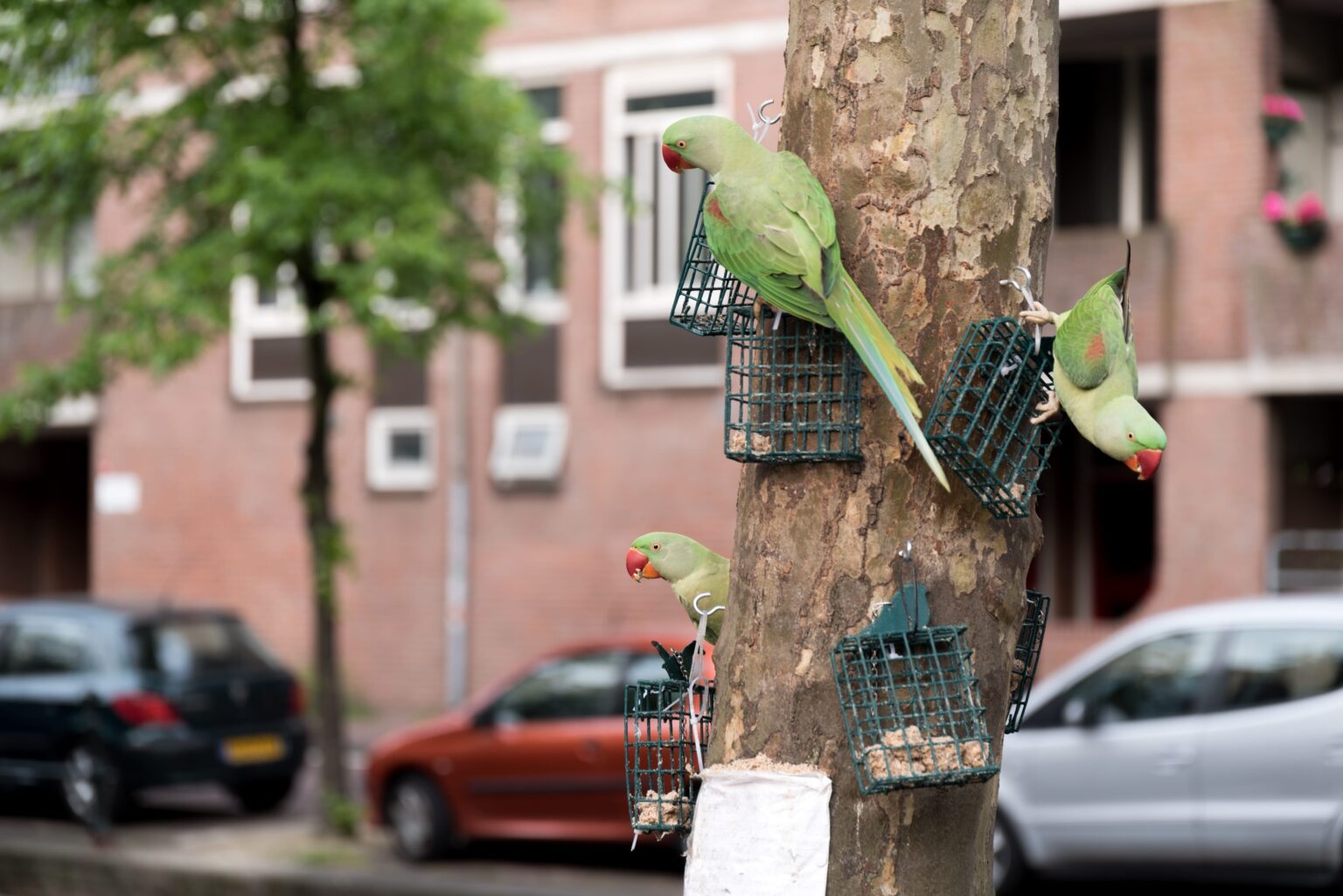 What Cargo Cult Rituals Reveal About Human Nature – SAPIENS