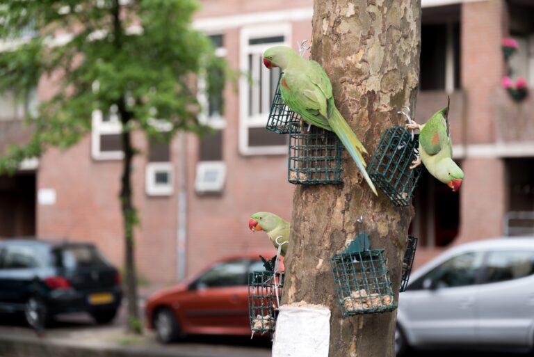 Rubber Barons' Abuses Live On in Memory and Myth – SAPIENS