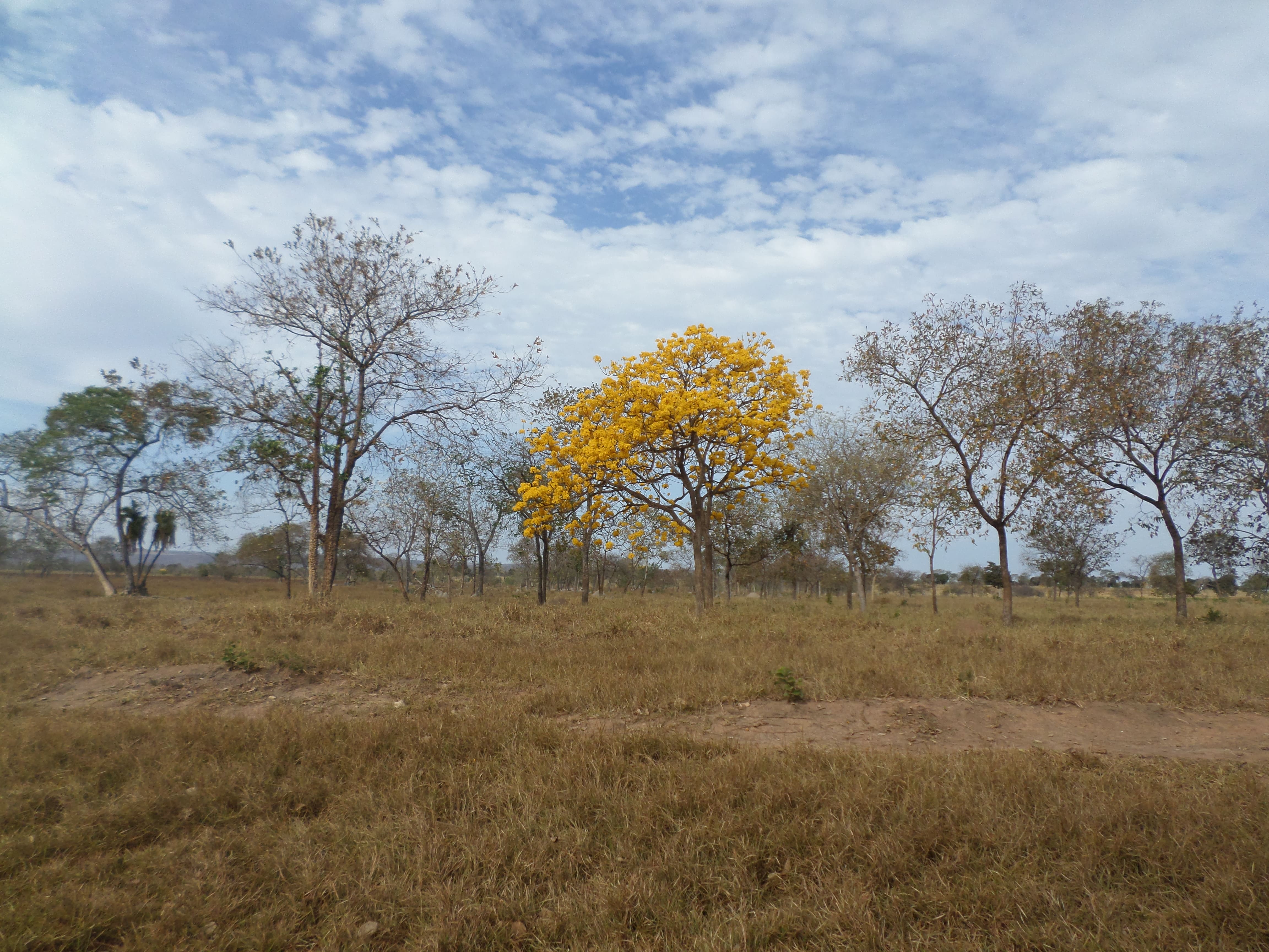 Talking with Hand Signs in Aboriginal Australia – SAPIENS